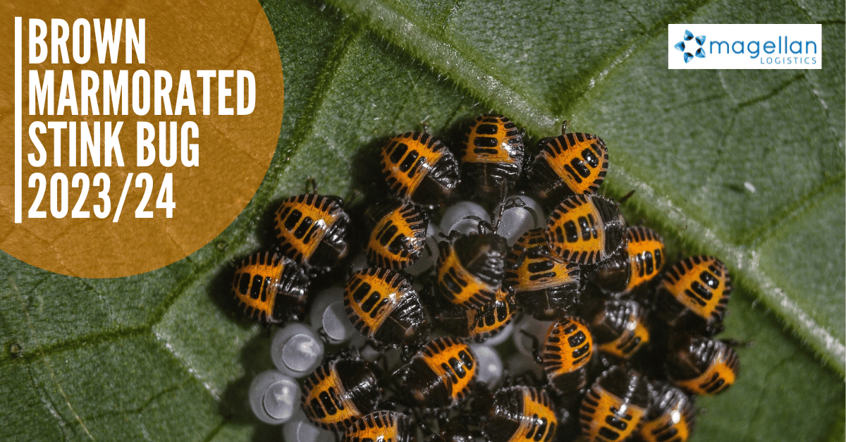 Brown Marmorated Stink Bugs Risk Season 2023-24 | Magellan Logistics